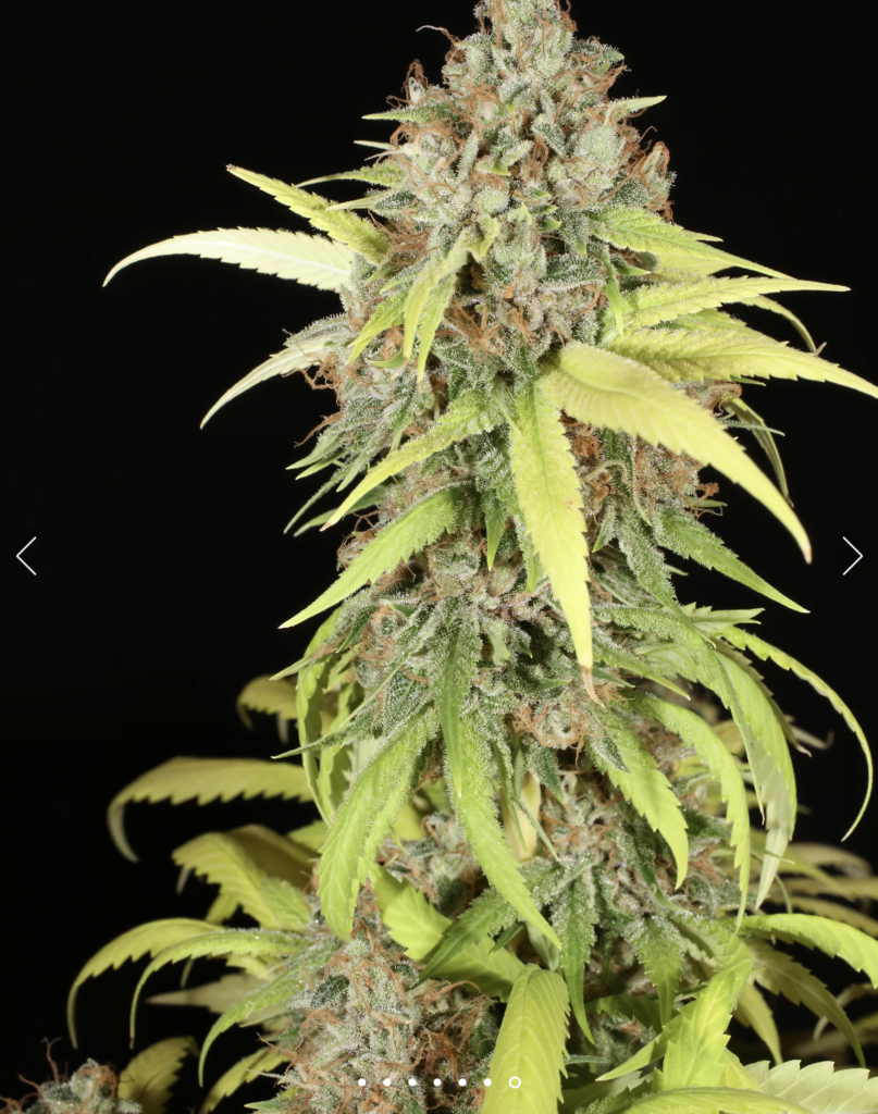 Sour Pupil - Luscious Genetics