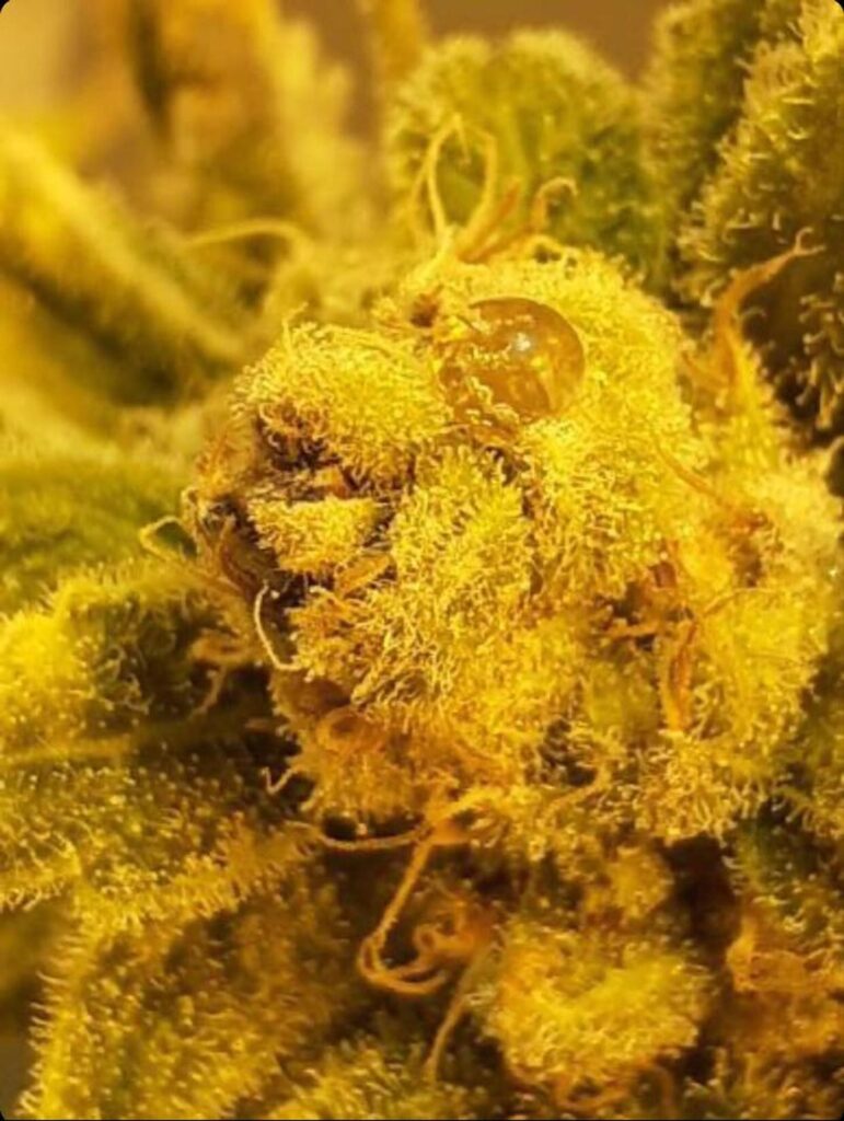 SOFEM Genetics - Luscious Genetics