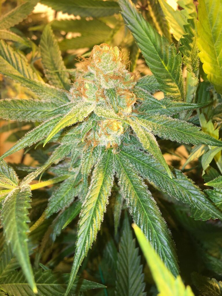 SOFEM Genetics - Luscious Genetics