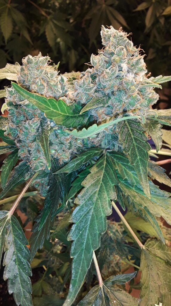 SOFEM Genetics Fruity Petootie Auto - Luscious Genetics