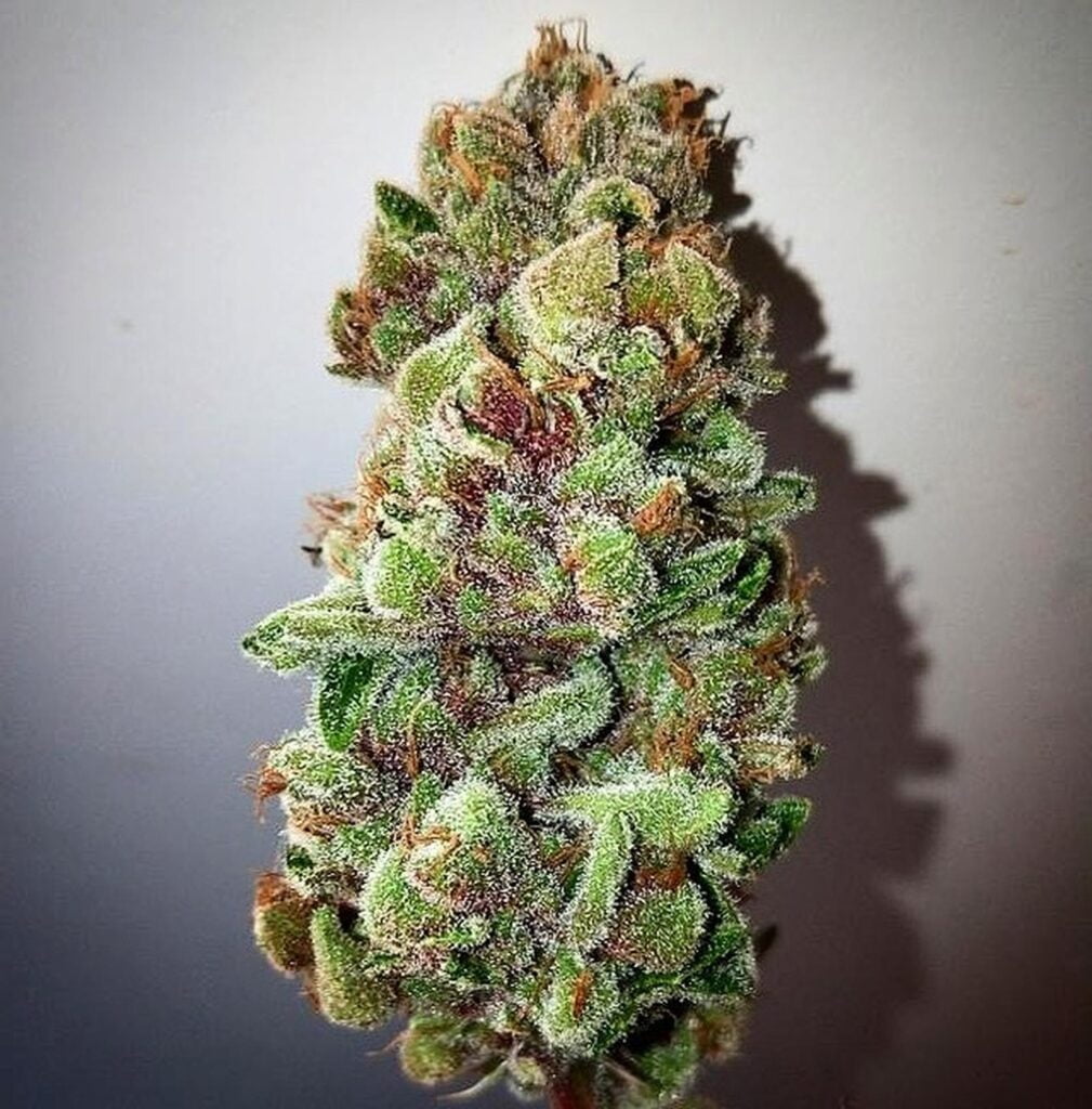 SOFEM Genetics - Luscious Genetics