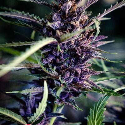 SOFEM Genetics - Luscious Genetics