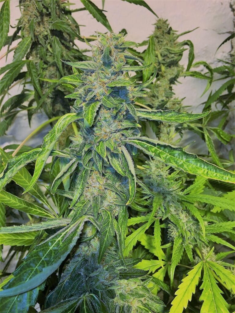 SOFEM Genetics - Luscious Genetics
