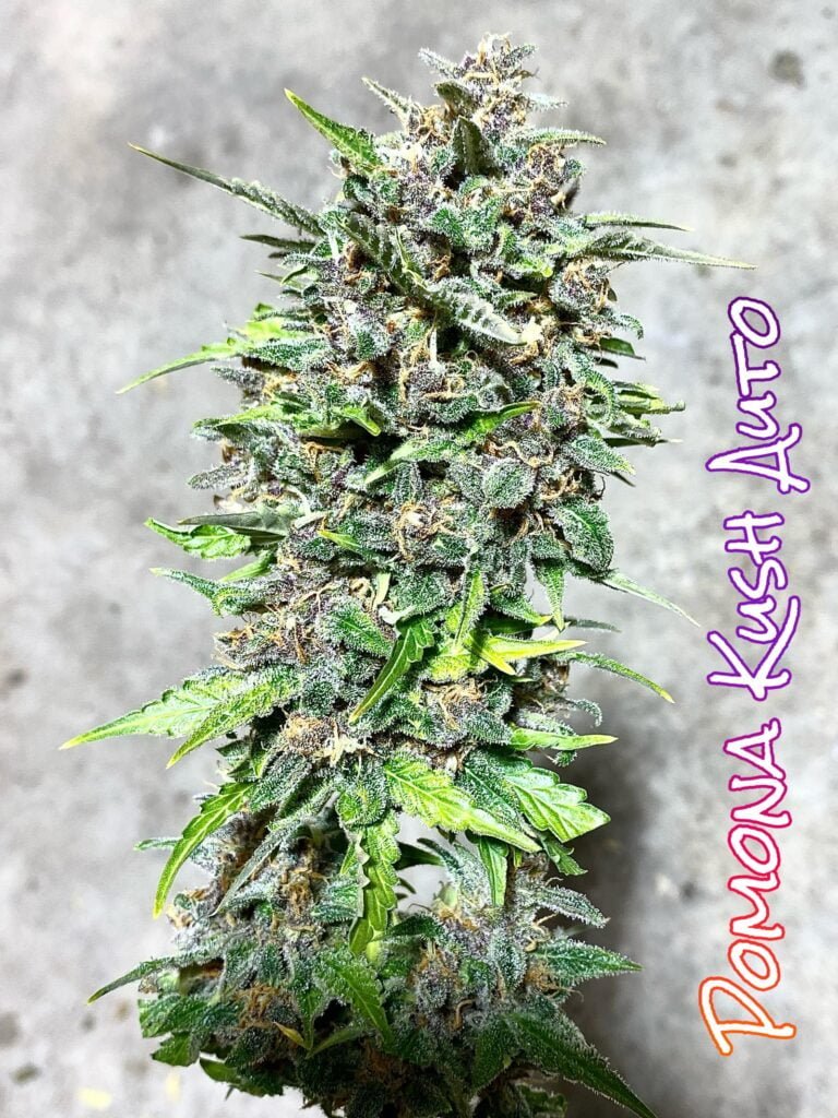 SOFEM Genetics - Luscious Genetics