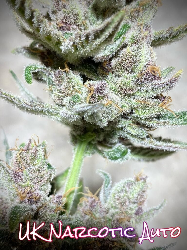 SOFEM Genetics - Luscious Genetics