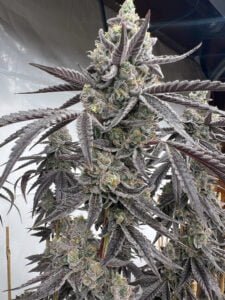 Solfire Gardens - Luscious Genetics