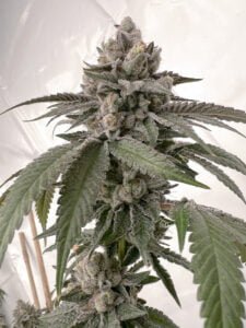 Solfire Gardens - Luscious Genetics