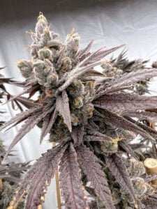 Solfire Gardens Shot Caller - Luscious Genetics