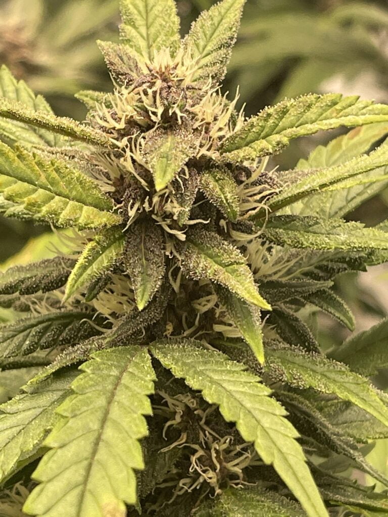 Steal These Seeds - Luscious Genetics