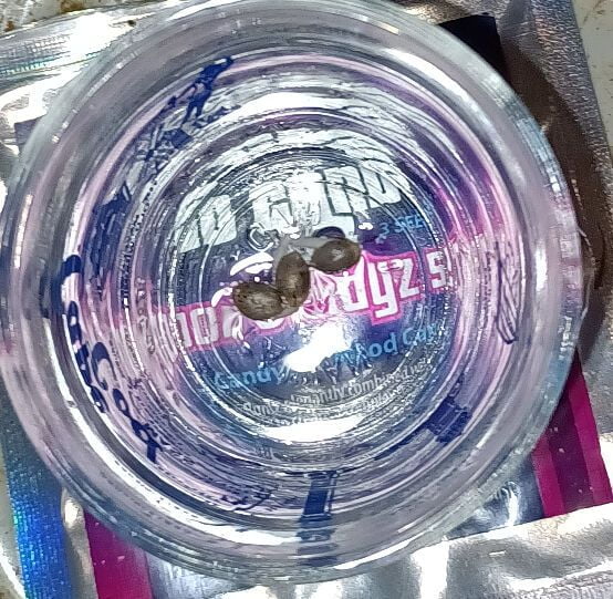 Solfire Gardens Hood Candyz S1 Freebie - Luscious Genetics