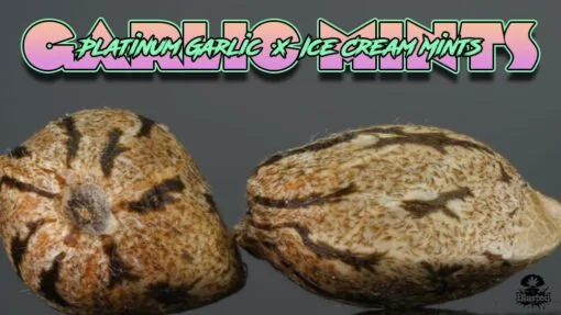 Garlic Mints - Luscious Genetics