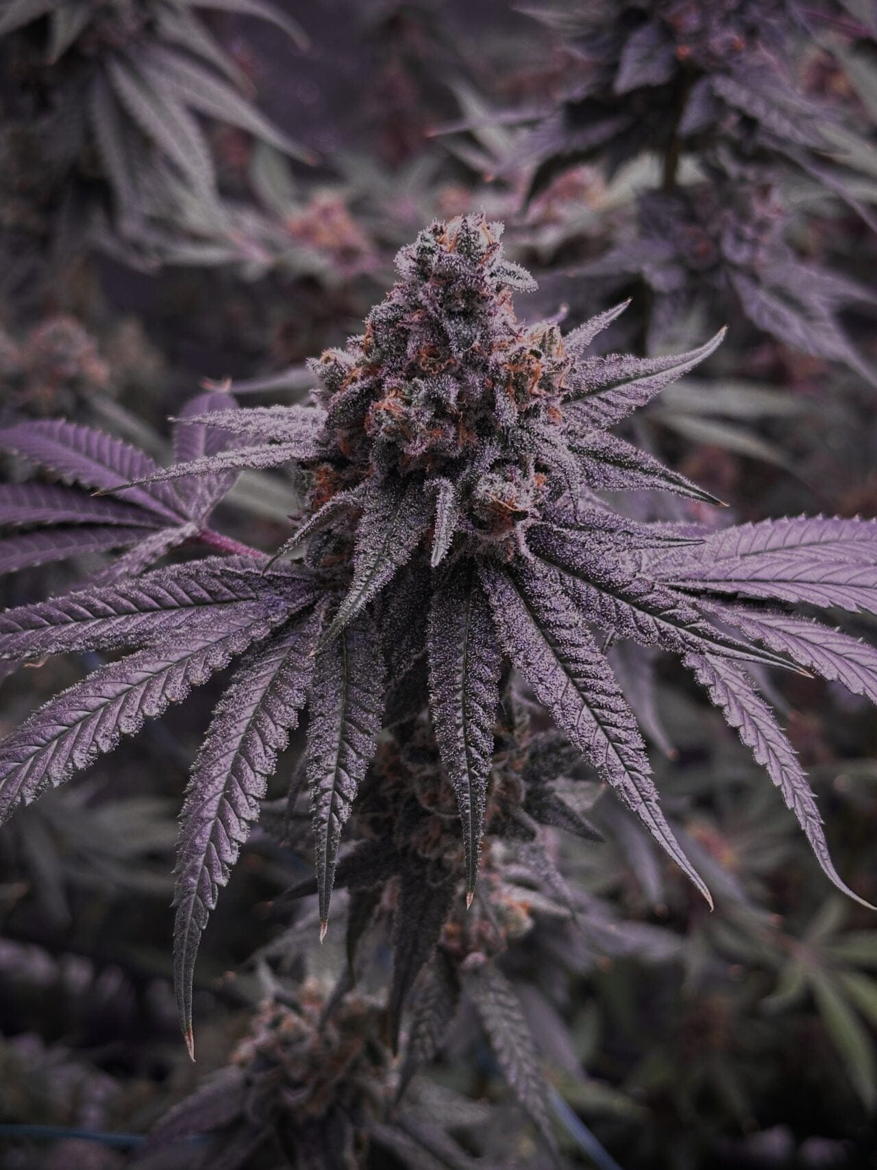 Necrosis (F) - Luscious Genetics