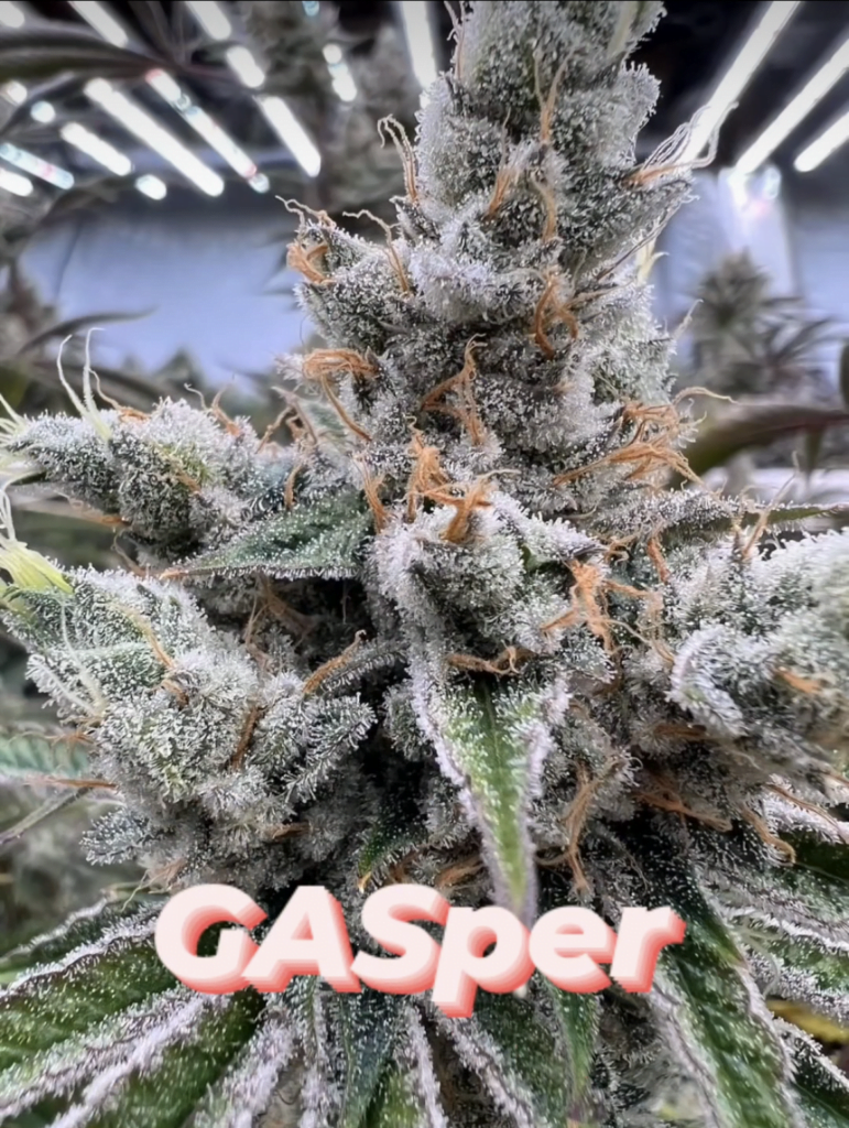 In House Genetics GASper (F) - Luscious Genetics