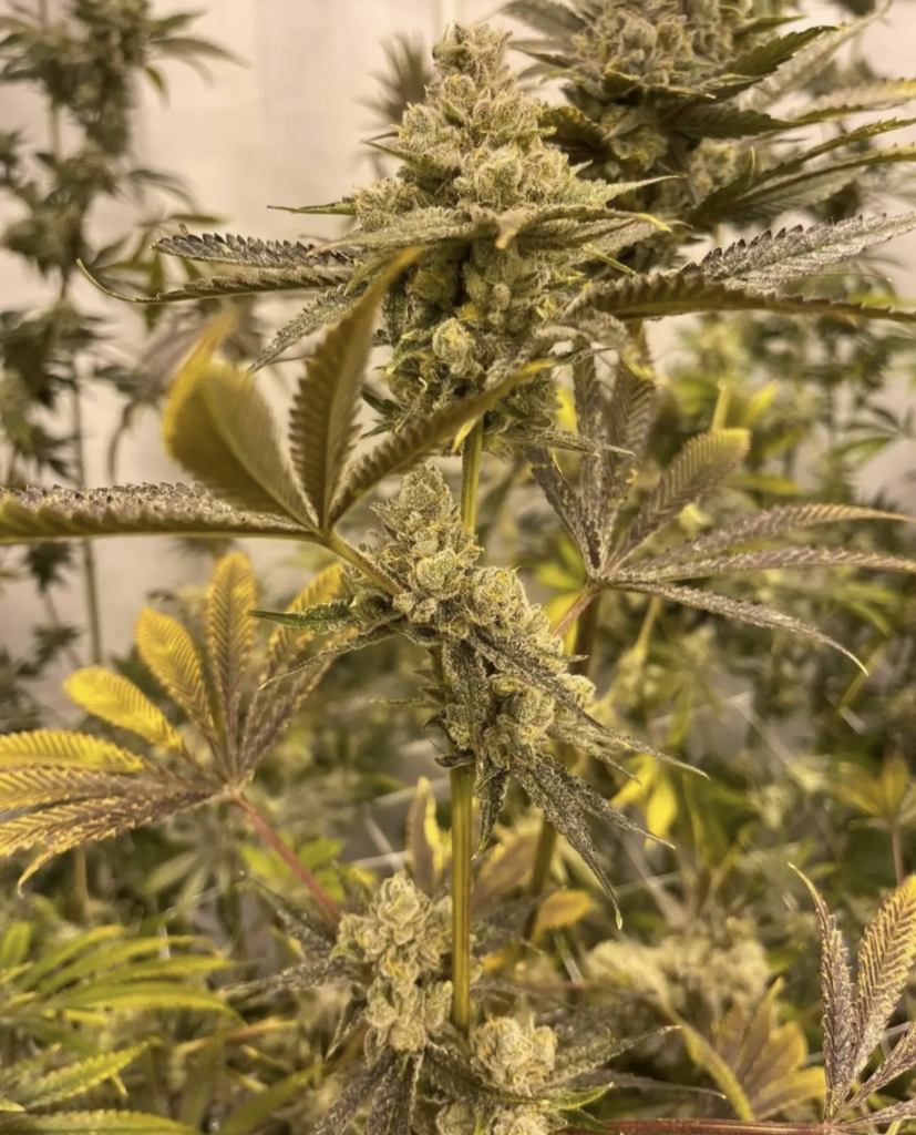 In House Genetics Platinumz (F) - Luscious Genetics