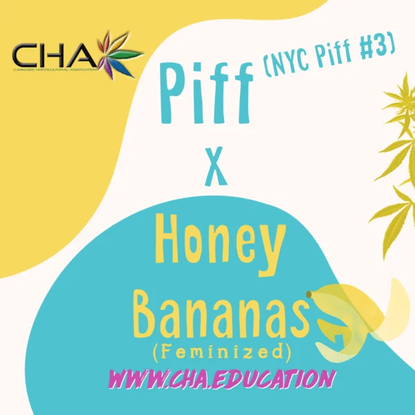 Piff x Honey Bananas (F) - Luscious Genetics