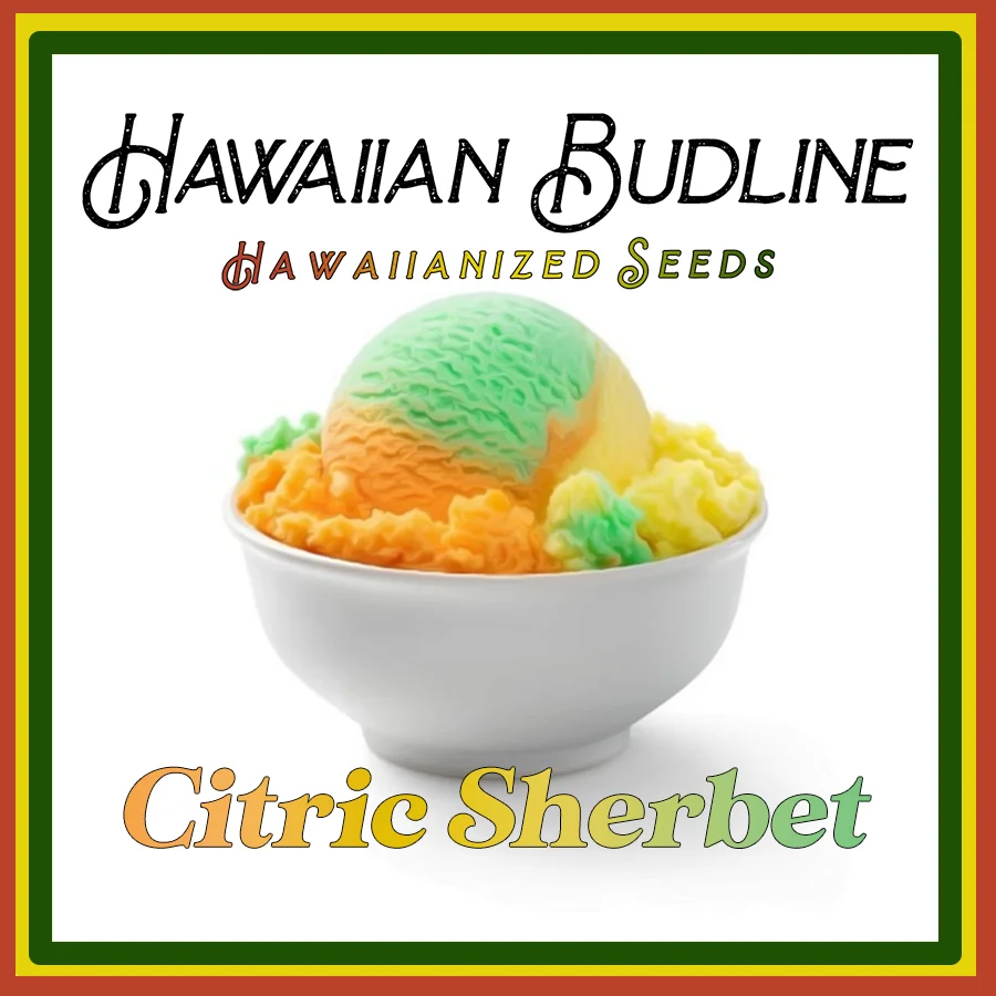 Hawaiian Budline Citric Sherb - Luscious Genetics