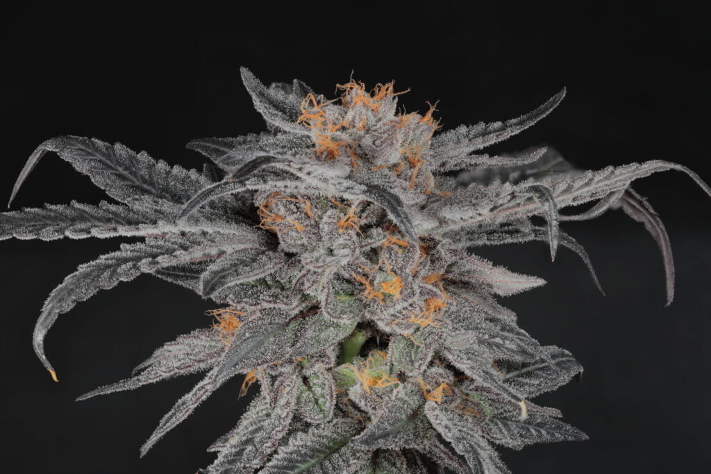 Capulator Waiting Game - Luscious Genetics