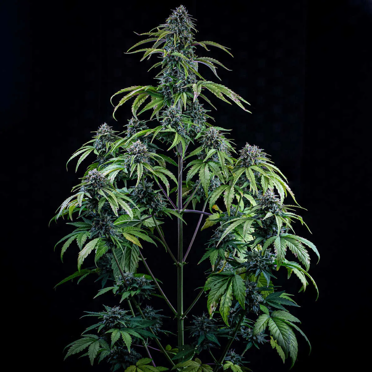 24 Carat - Luscious Genetics