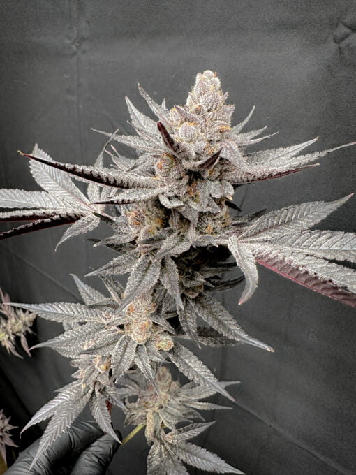 Solfire Gardens Gas Guzzler - Luscious Genetics