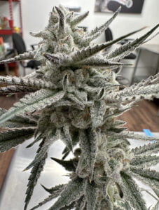Solfire Gardens Giggle Gas - Luscious Genetics