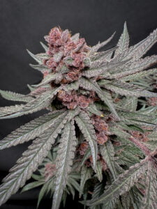 Solfire Gardens - Luscious Genetics