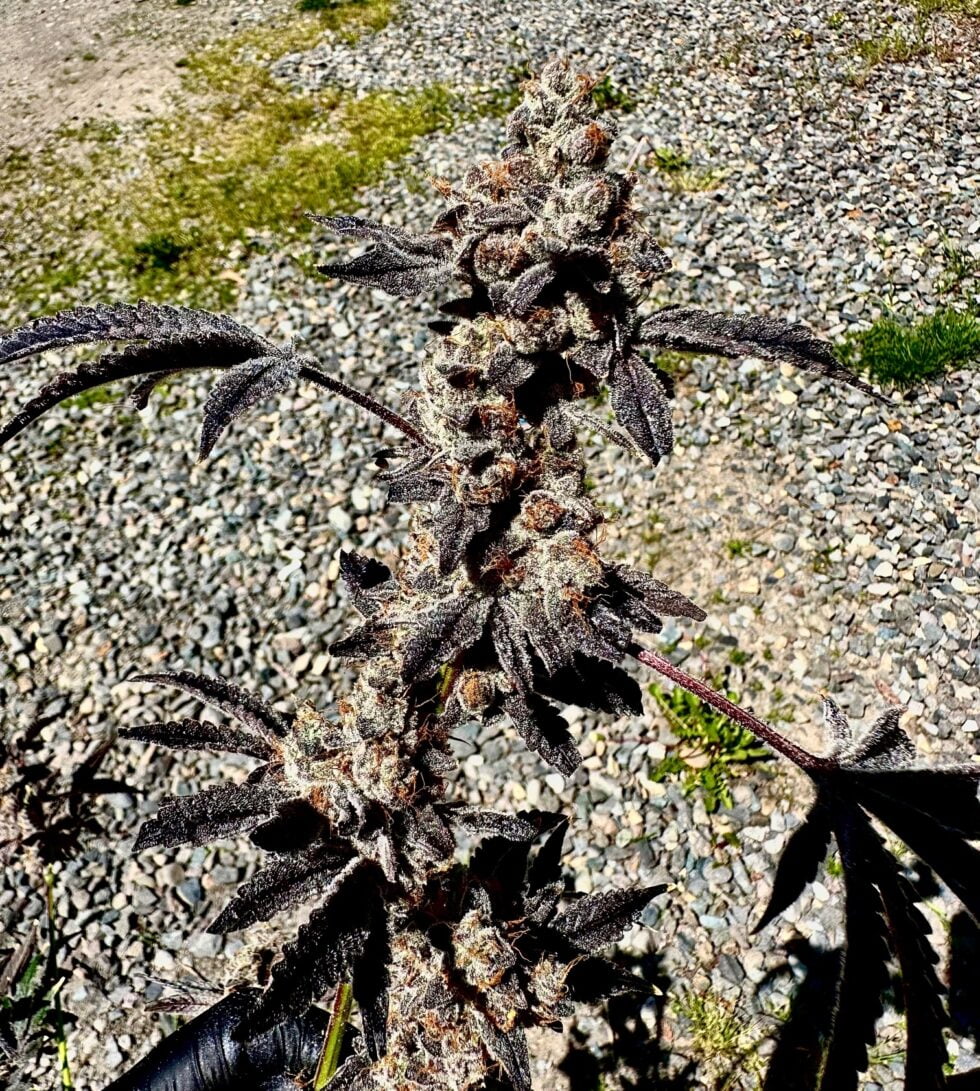 Ben & Gary's - Luscious Genetics