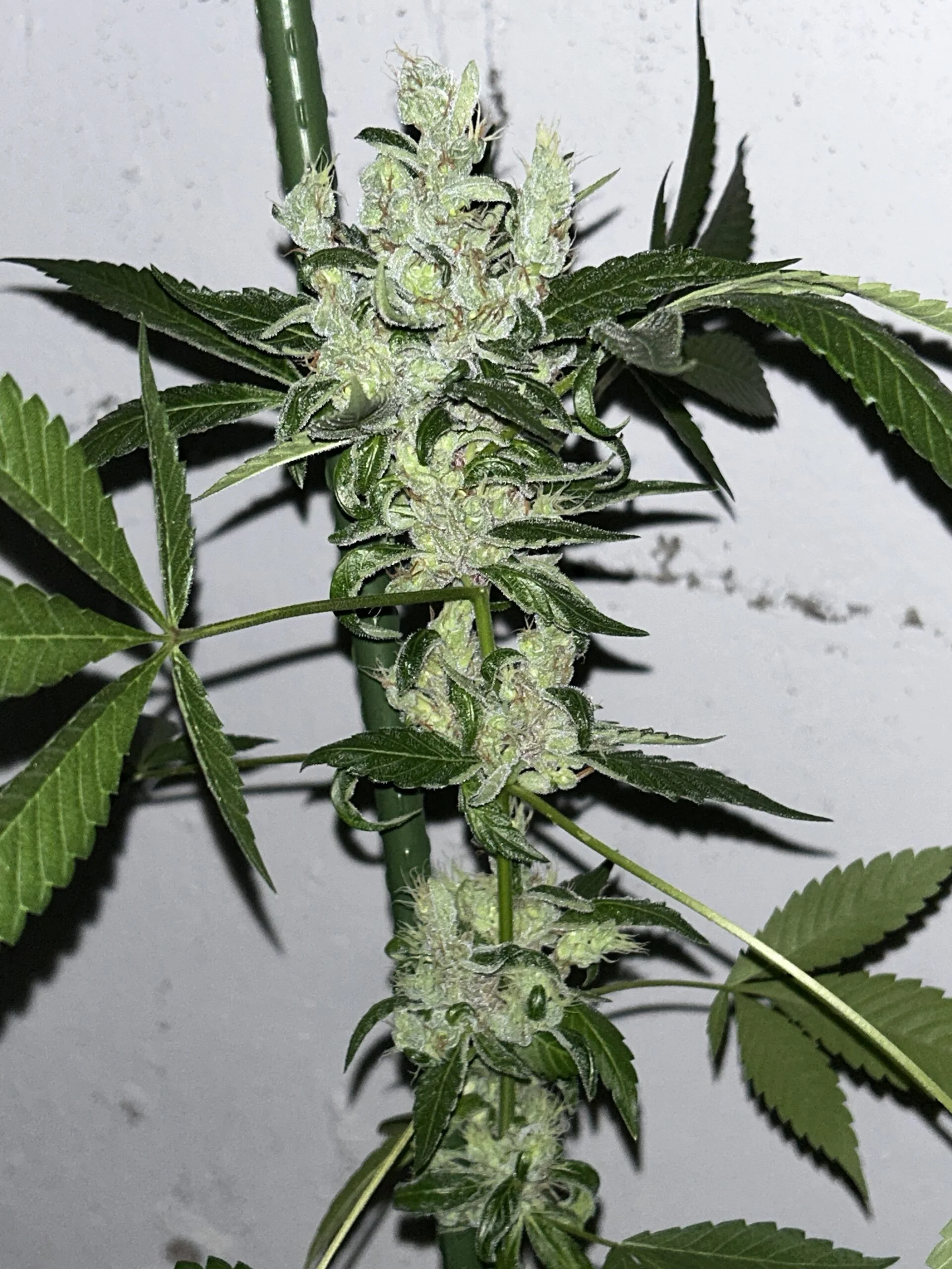 Mass Medical Strains Triangle Laos - Luscious Genetics