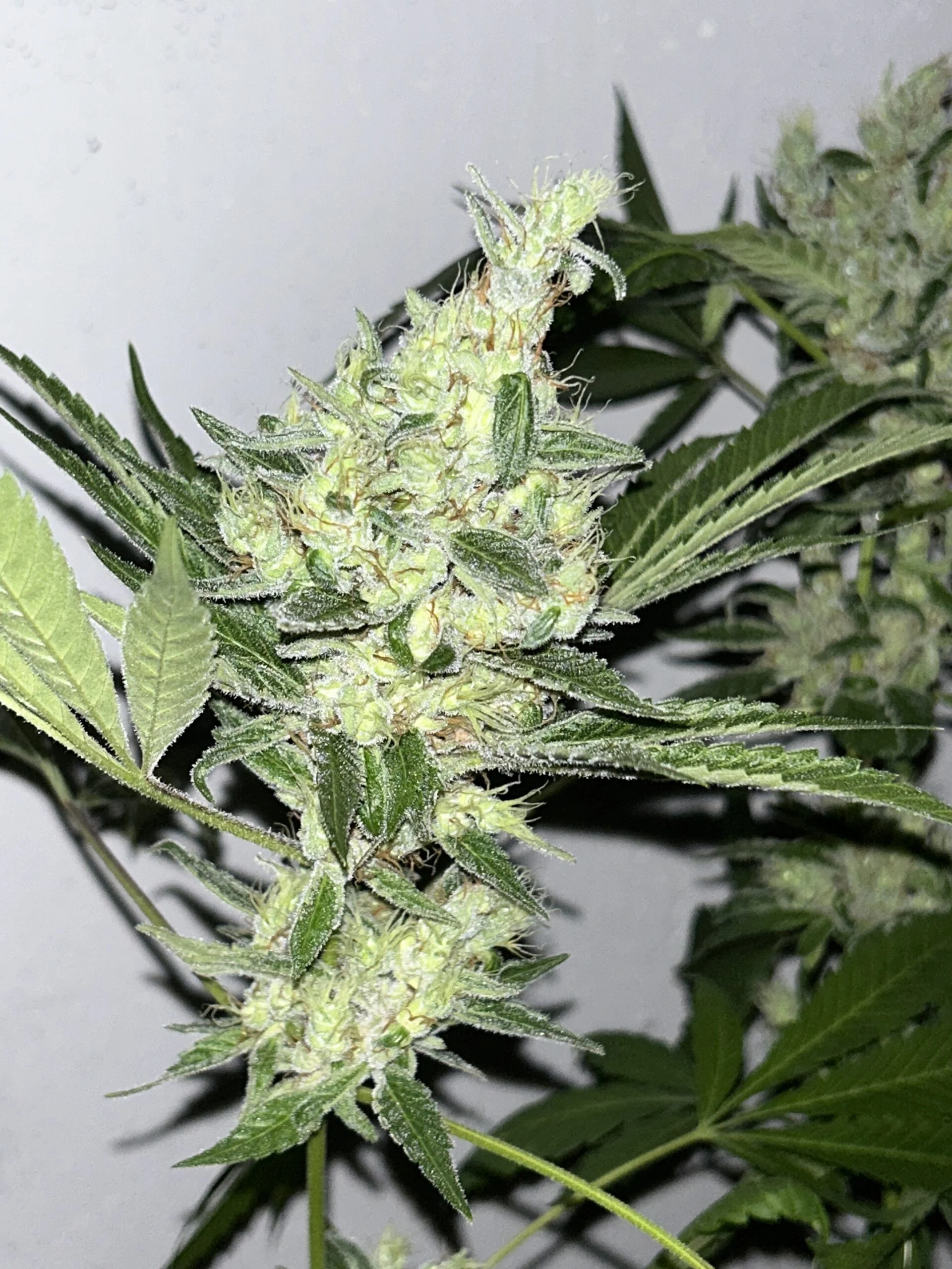 Mass Medical Strains Triangle Laos - Luscious Genetics