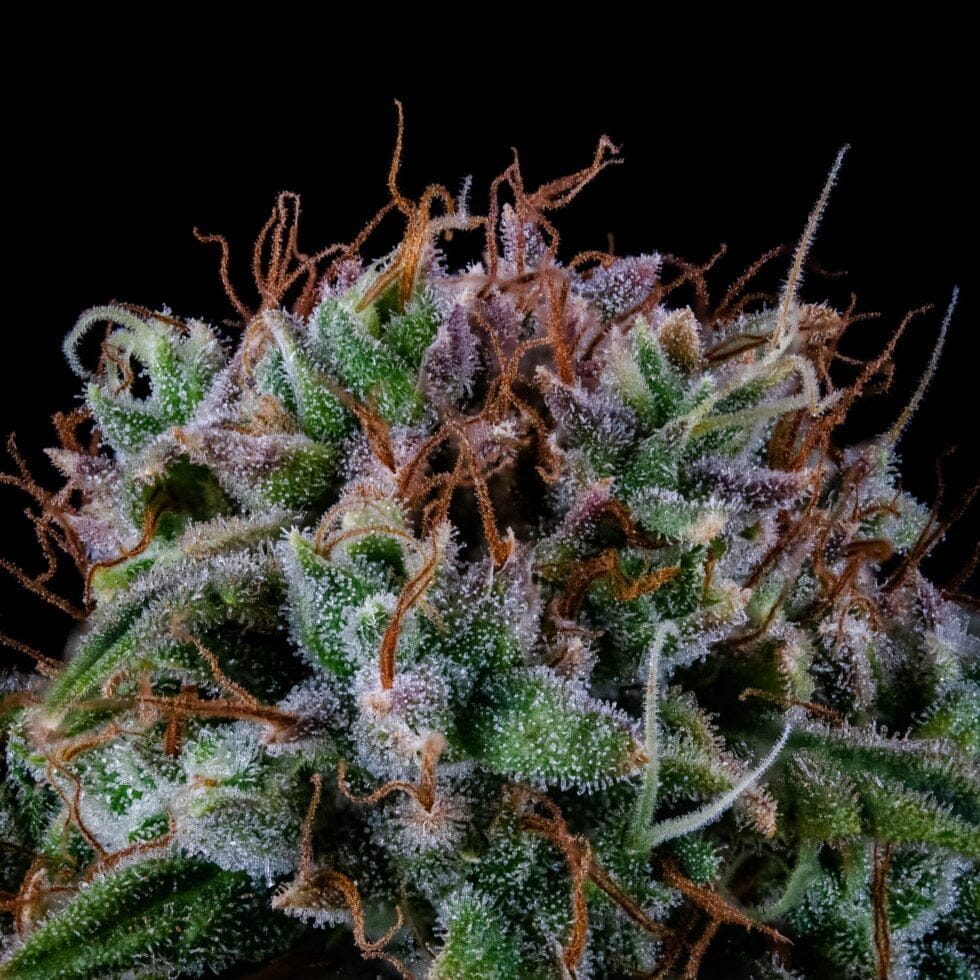 Alien Vs. Triangle - Luscious Genetics