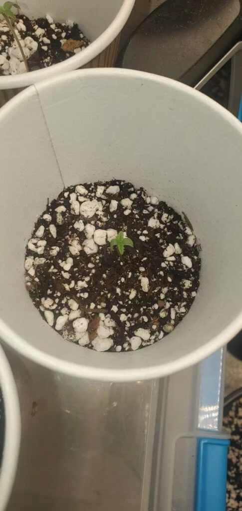 Critical Mass (F) - Luscious Genetics