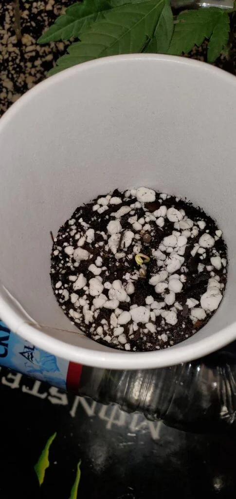 Testimonials - Luscious Genetics