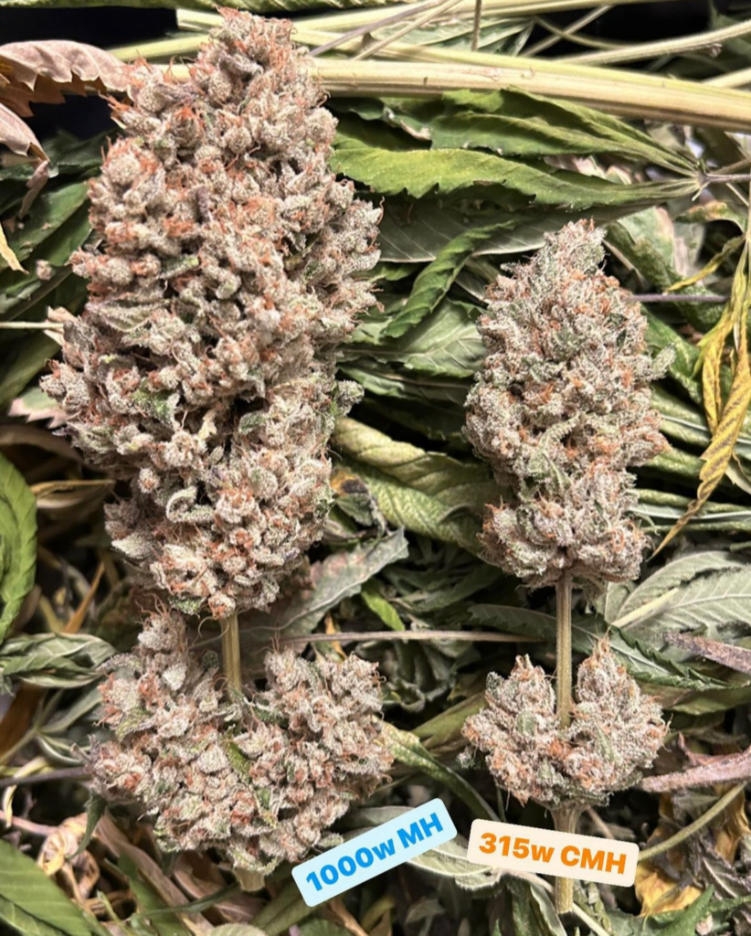 Mass Medical Strains GreenScreen - Luscious Genetics