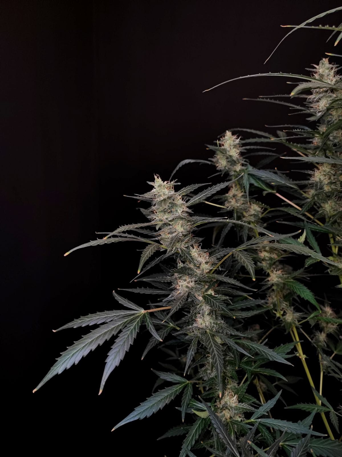 Fast Buds Amnesia Haze Auto - Luscious Genetics