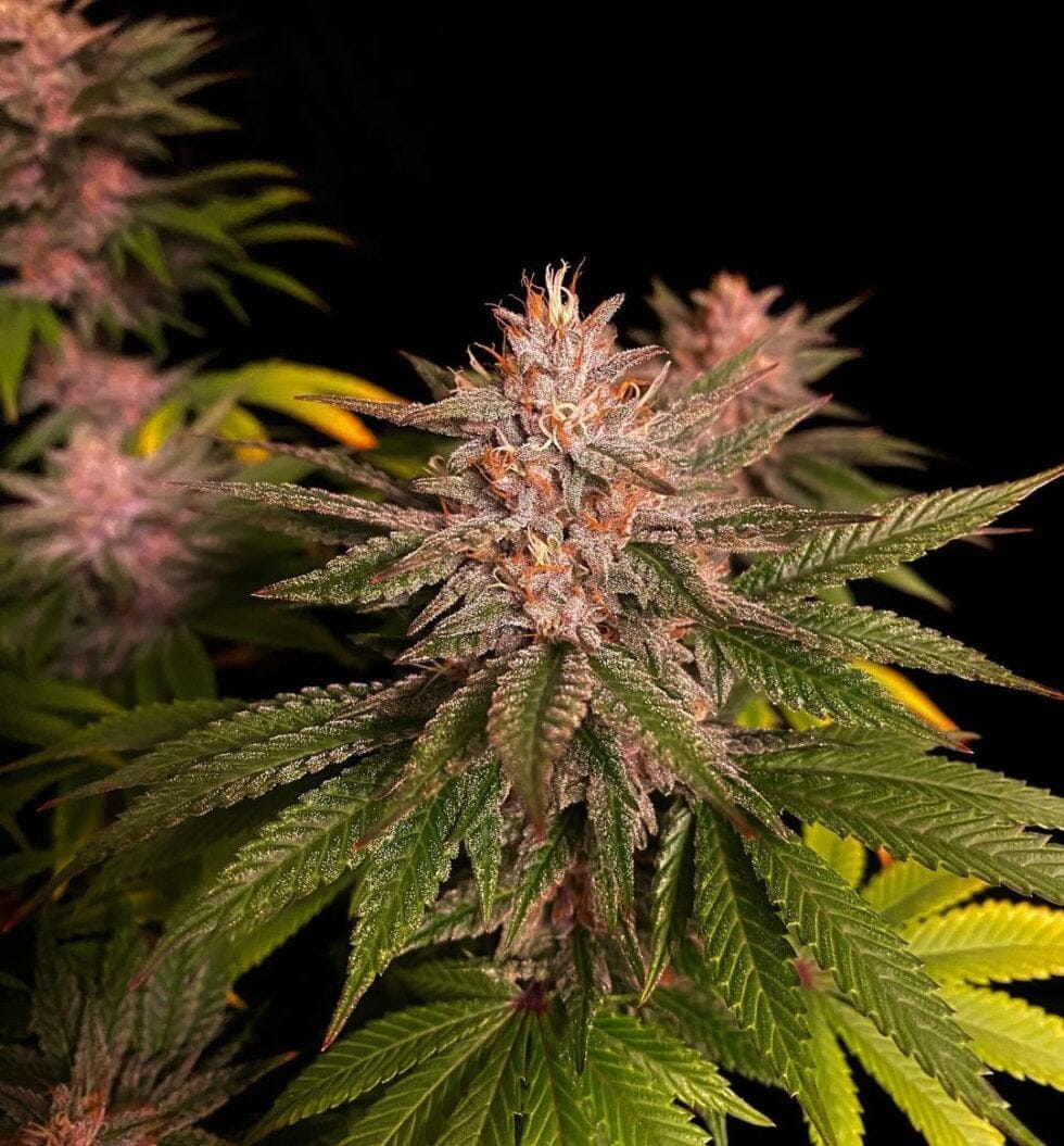 Purple Lemonade FF - Luscious Genetics