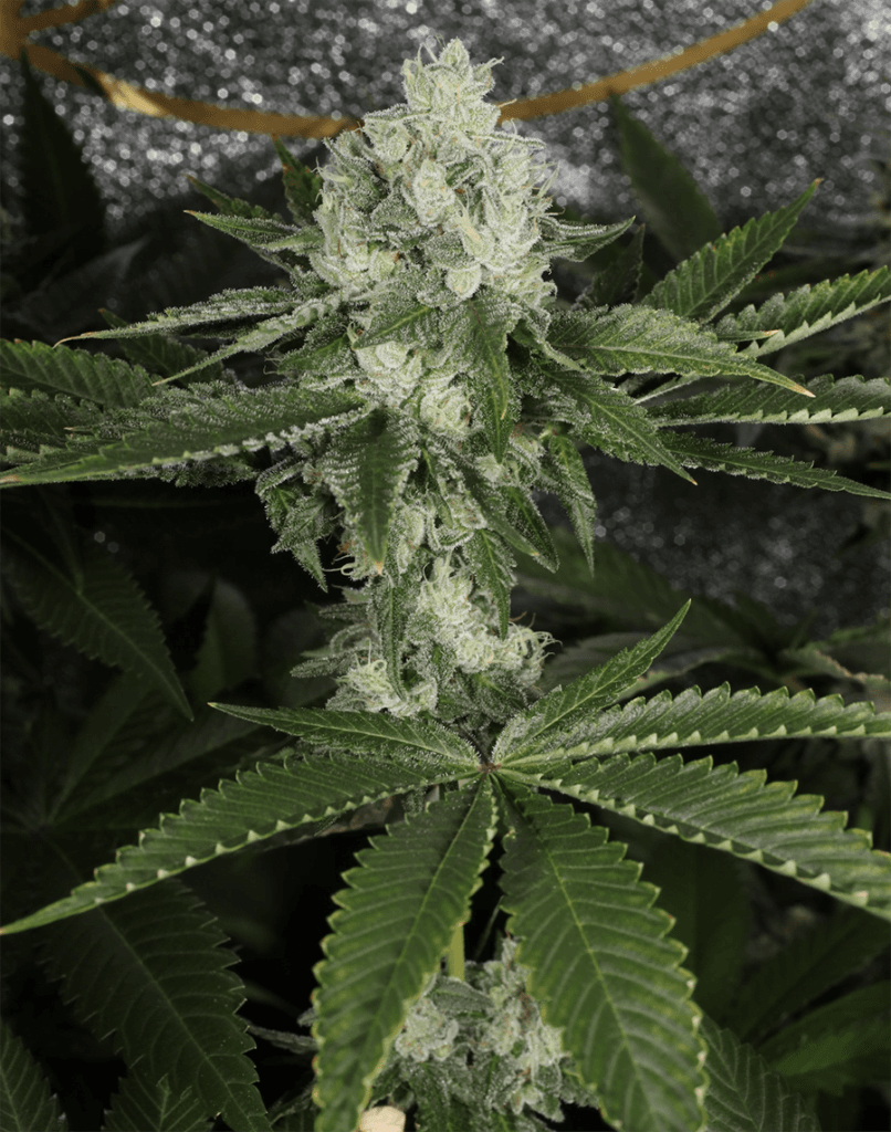Home - Luscious Genetics