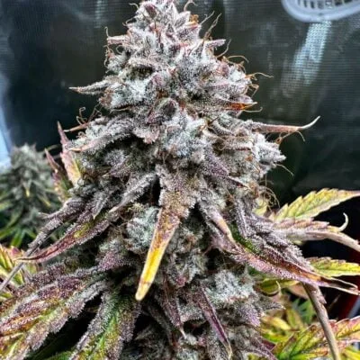 Autoflower - Luscious Genetics