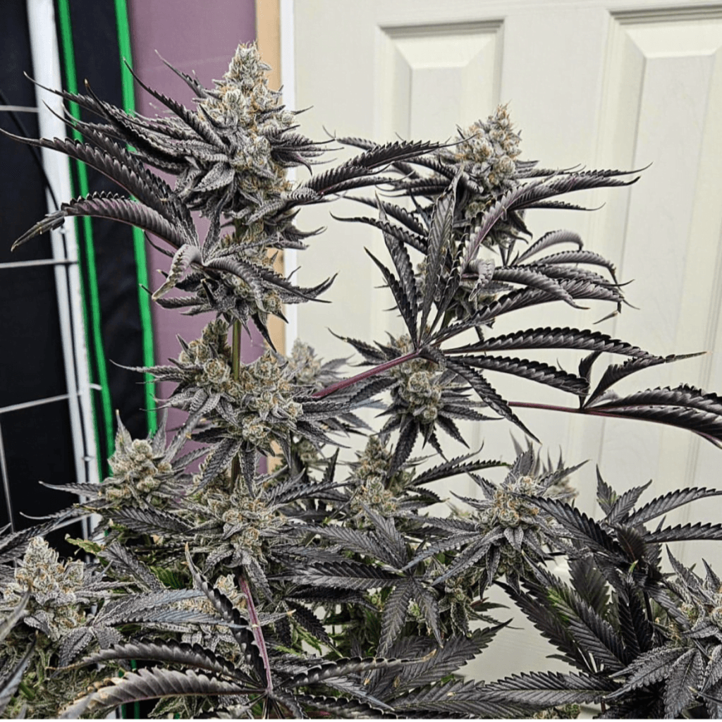 Trichome Bros Apple Radiation - Luscious Genetics