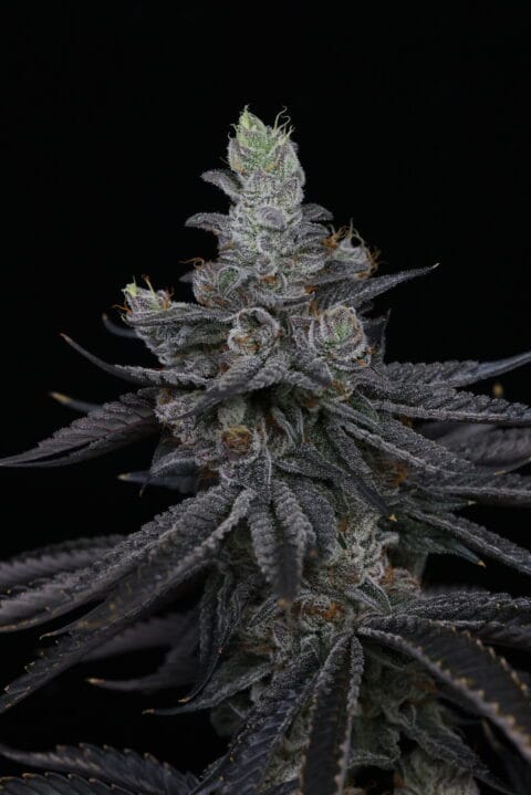 Queen of Tartz - Luscious Genetics