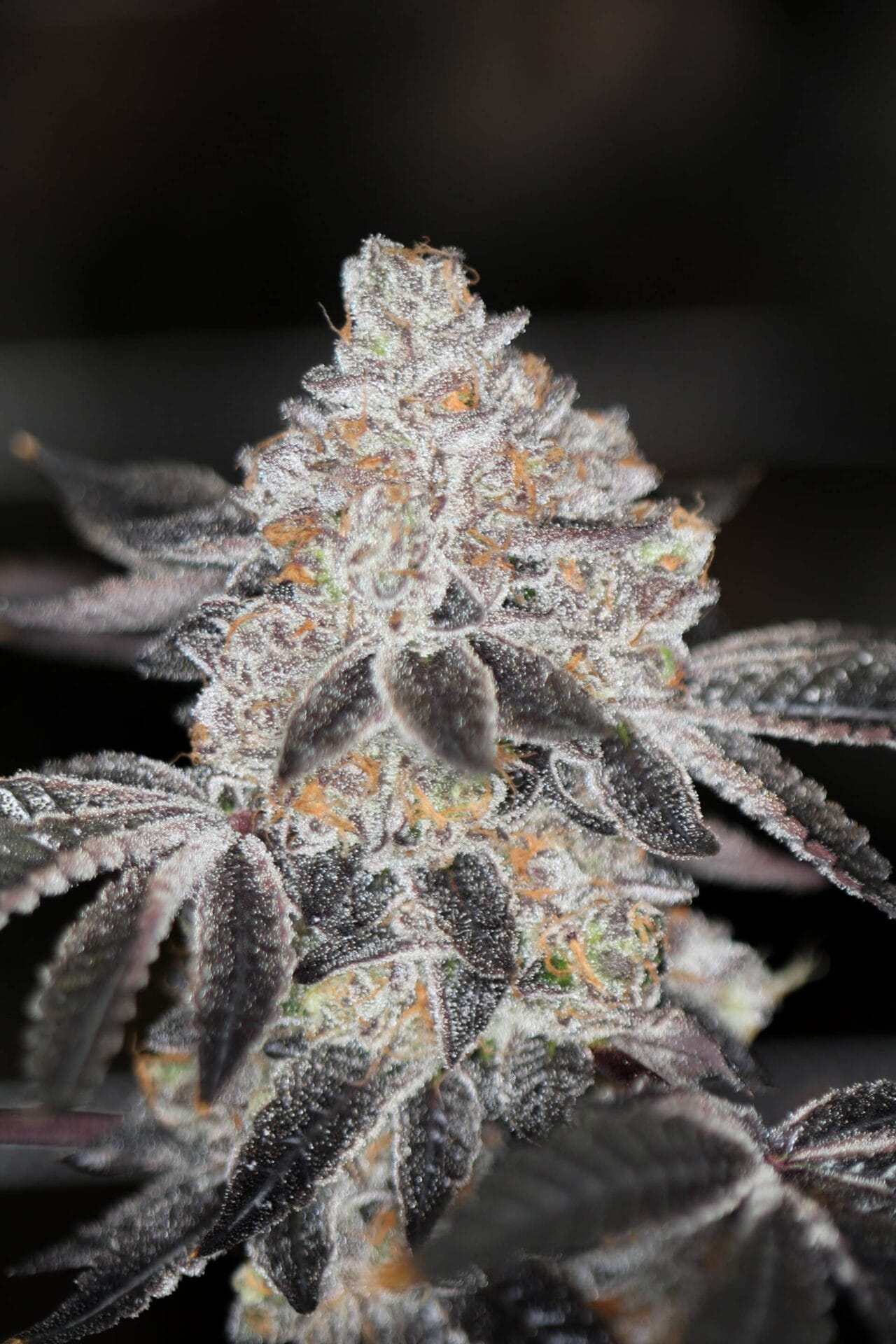 SinMint Cookies (F) - Luscious Genetics