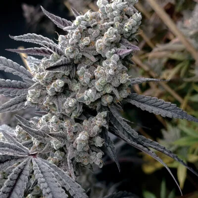 Solfire Gardens - Luscious Genetics