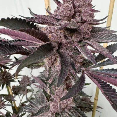 Solfire Gardens - Luscious Genetics