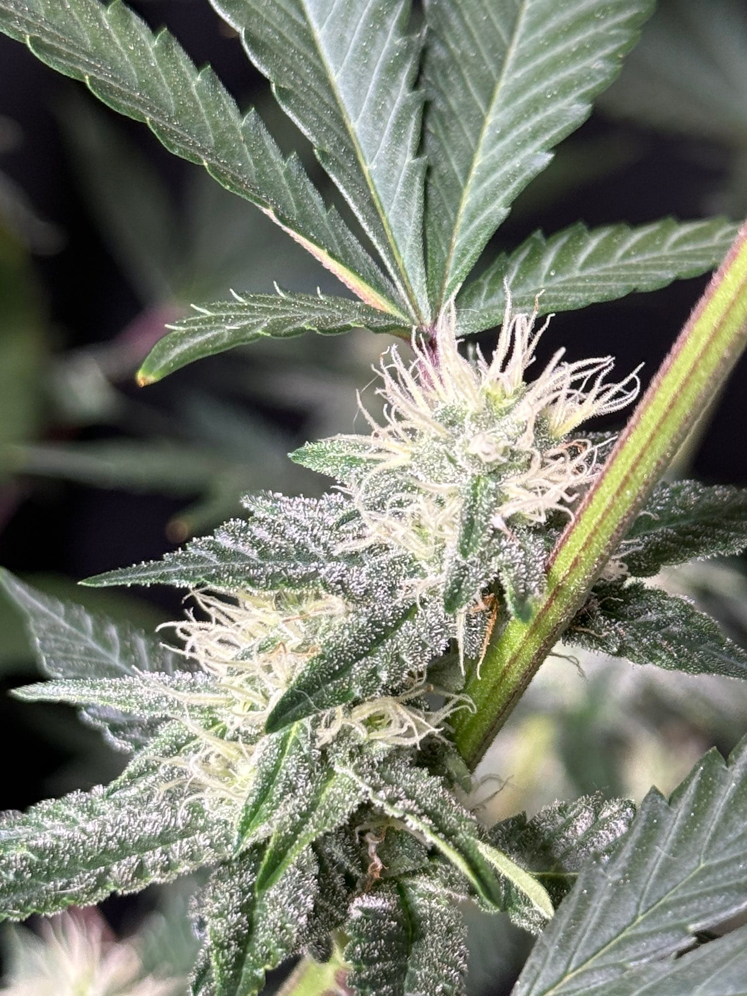 Coco Chanel (Rooted) - Luscious Genetics