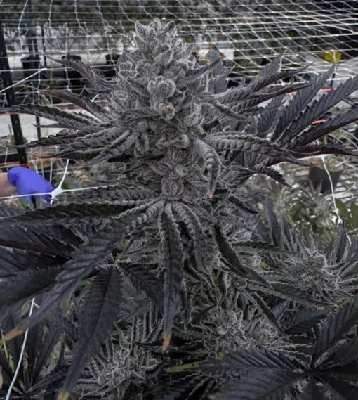 Solfire Gardens Butter Balm - Luscious Genetics