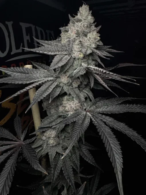 Solfire Gardens Lucid Vision - Luscious Genetics